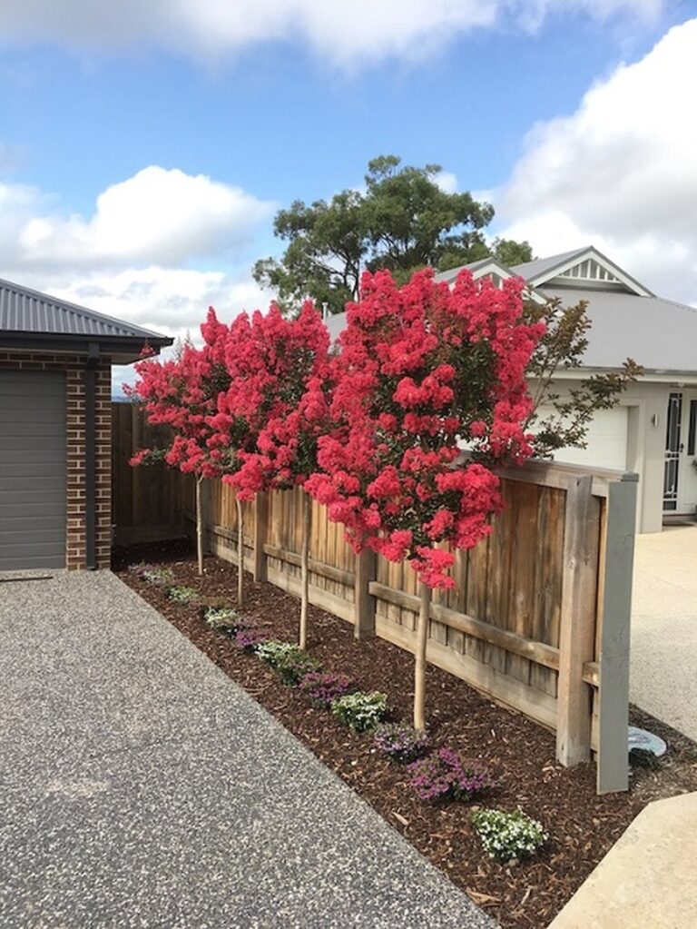 30 Stunning Landscaping Ideas with Crepe Myrtles to Transform Your Yard