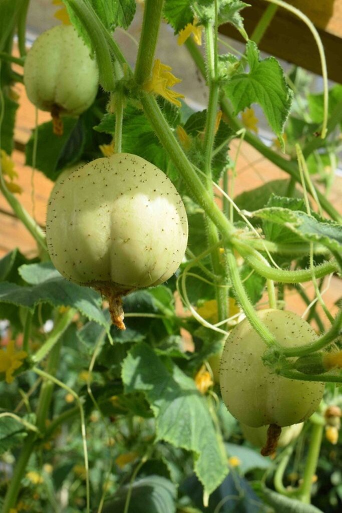 20 Delightful Mini Cucumber Varieties for Your Garden Delight