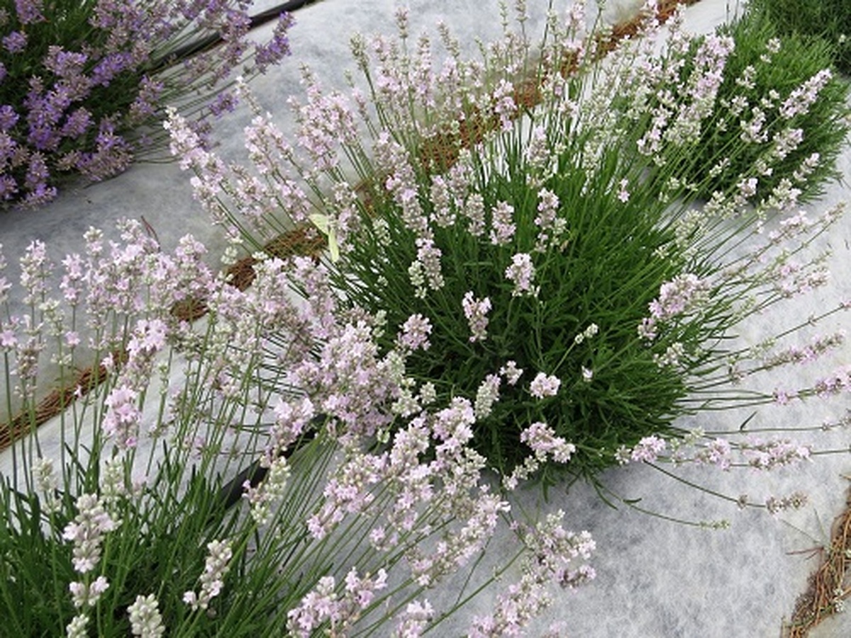 12 Stunning Lavender Perennials That Bloom Year After Year