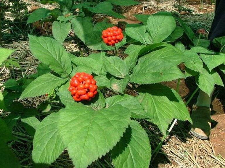 17 Incredible Plants That Improve Memory and Concentration