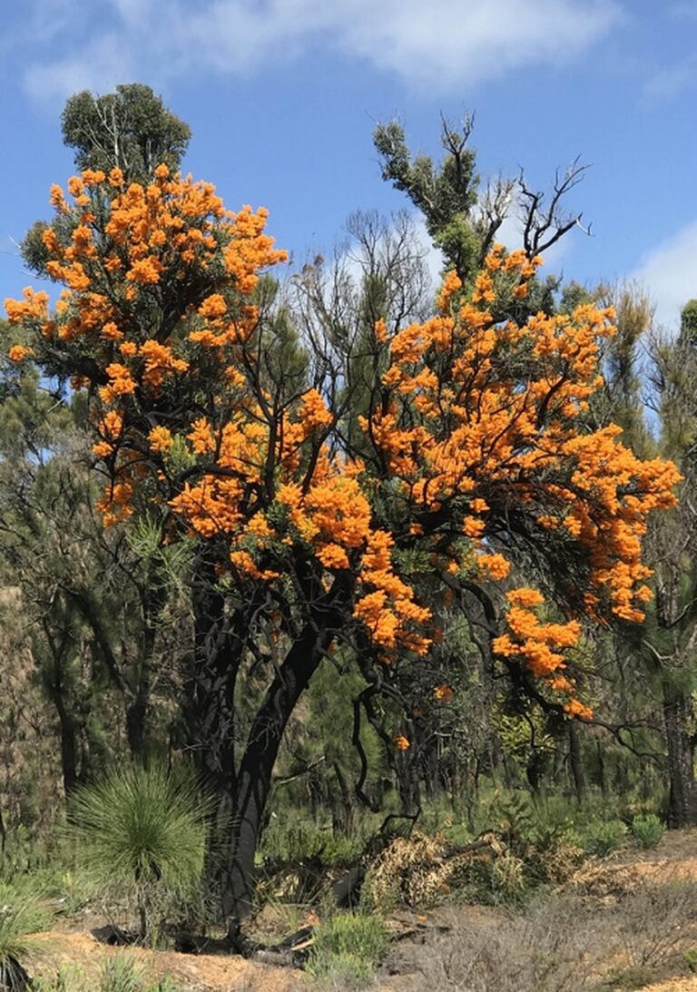11 Stunning Flame Trees That Will Brighten Up Your Garden