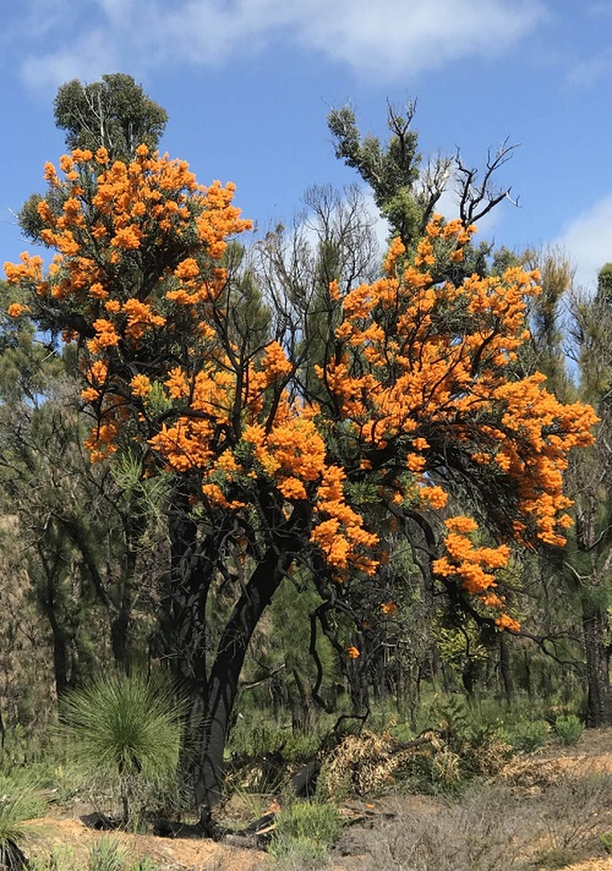 11 Stunning Flame Trees That Will Brighten Up Your Garden