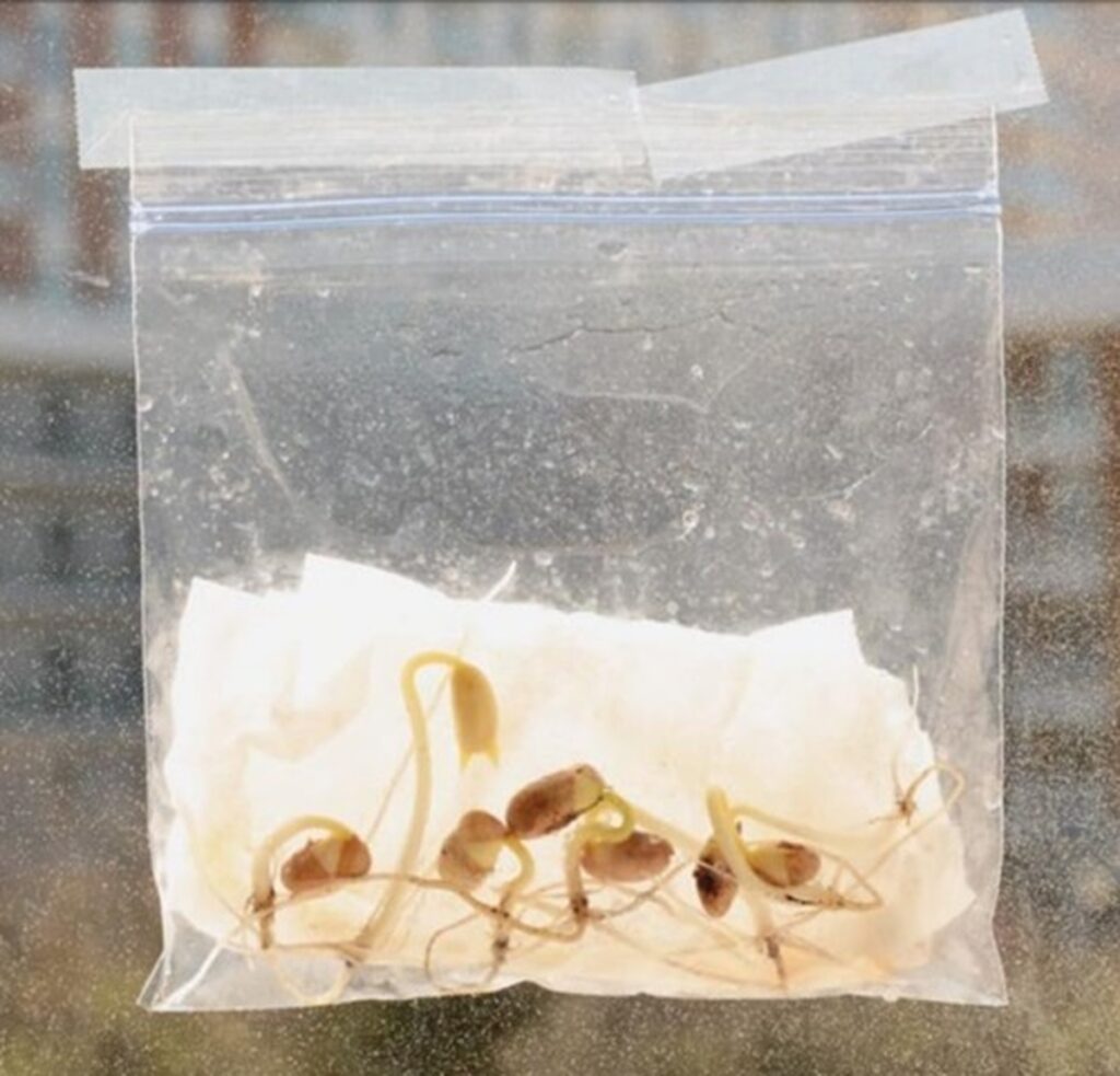 14 Surprising Ziplock Bag Uses in Garden That Really Work