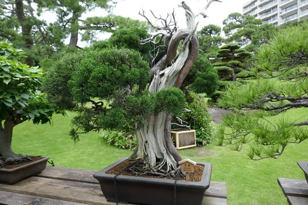 14 Oldest Bonsai Trees in the World That Will Amaze You