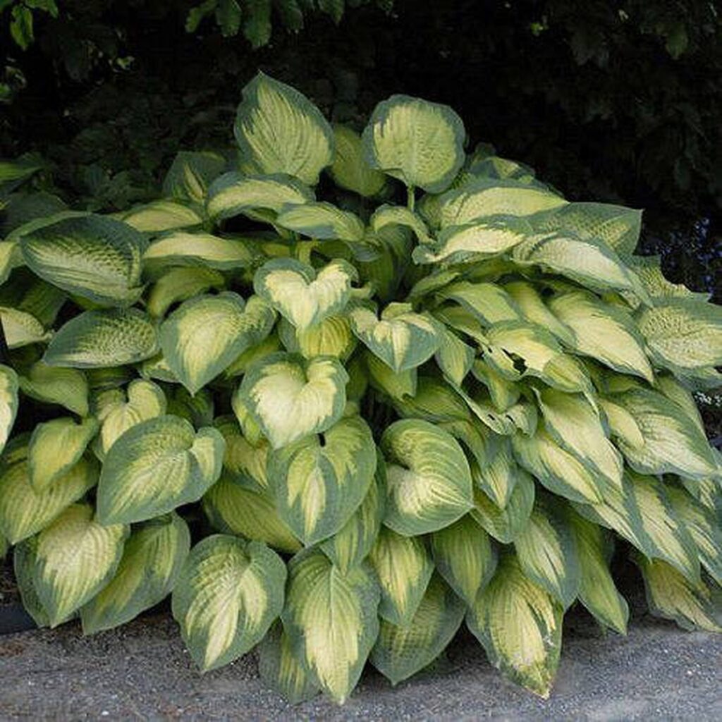 59 Stunning Types of Hostas: Discover These Beautiful Varieties