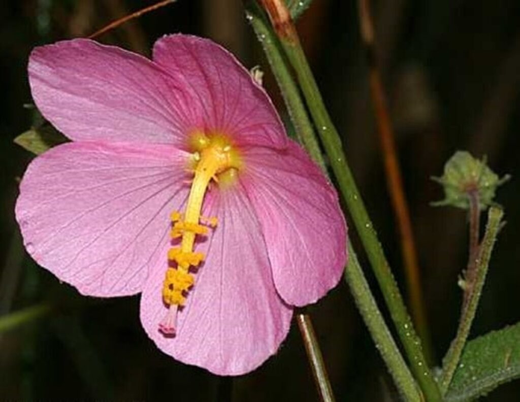19 Stunning Beach Plants for Indoor and Home Garden Bliss