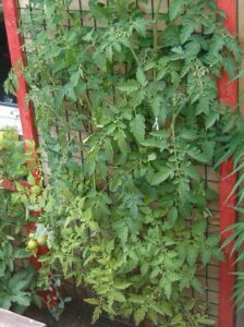 42 Clever Urban Vertical Gardening Ideas For Space-Savvy Growers