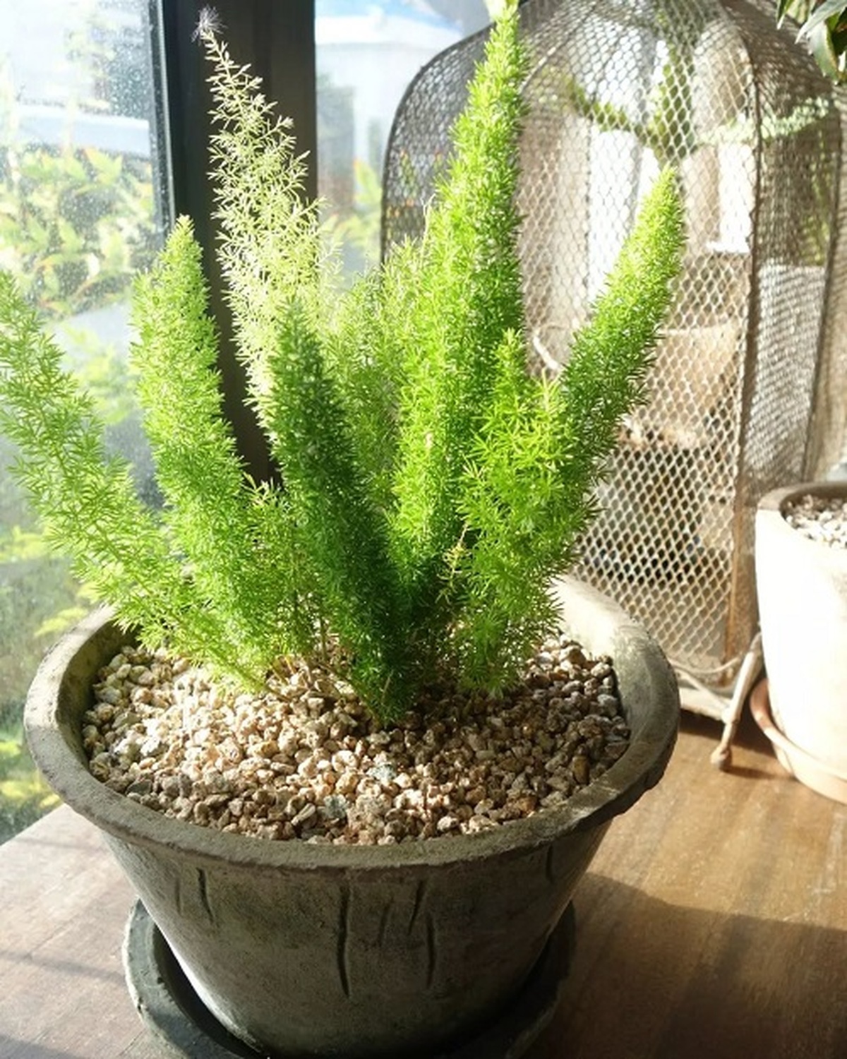 6 Stunning Plants That Look Like Asparagus Fern