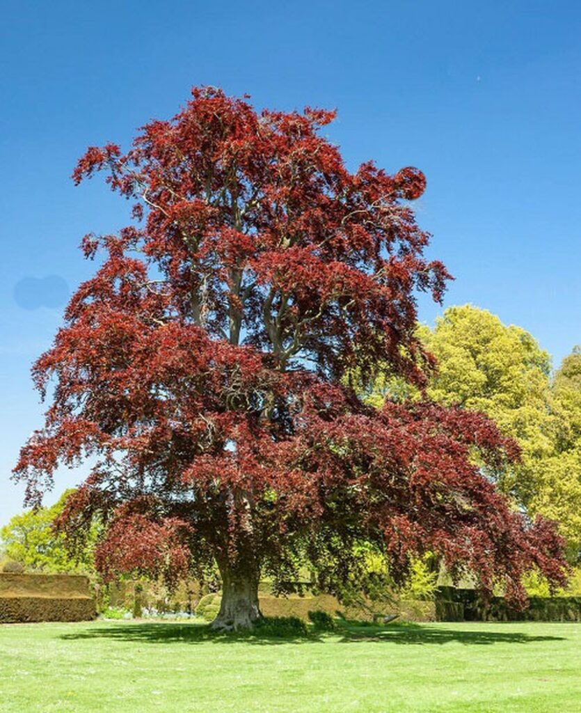 21 Amazing Trees That Reduce Pollution Effectively