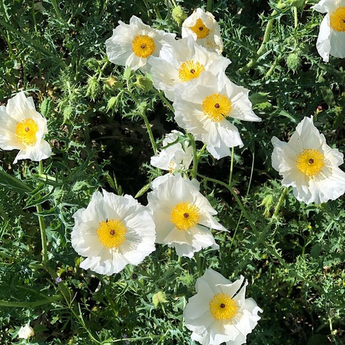 13 Stunning Flowers That Look Like Poppies - Nature's Lookalikes