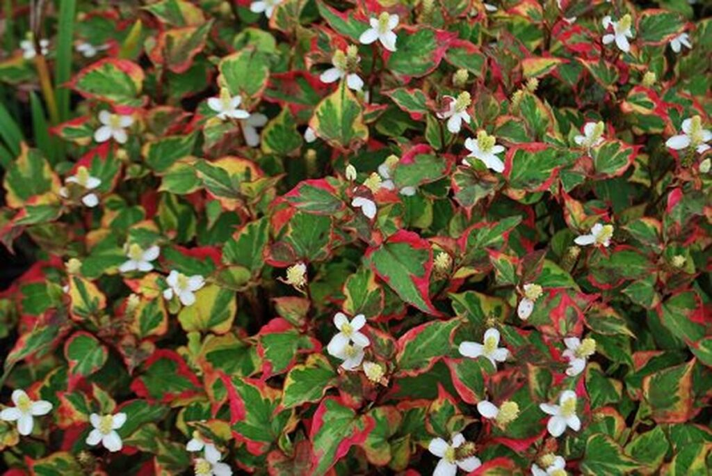 18 Fascinating Exotic Herbs from Around the World