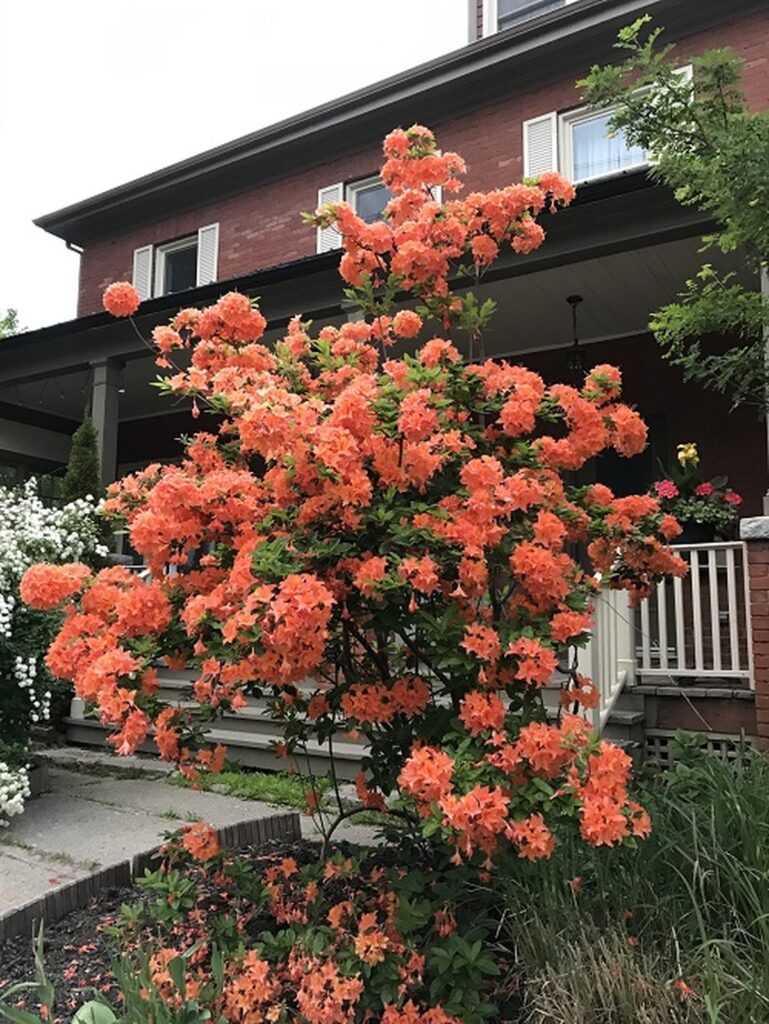 32 Exotic Orange Wildflowers to Brighten Your Garden
