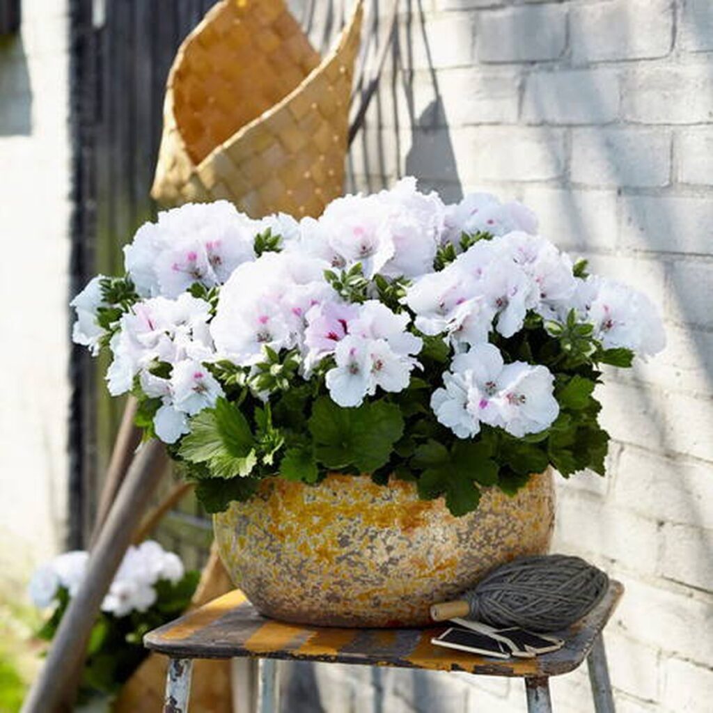 21 Lovely White Geranium Types to Brighten Your Garden