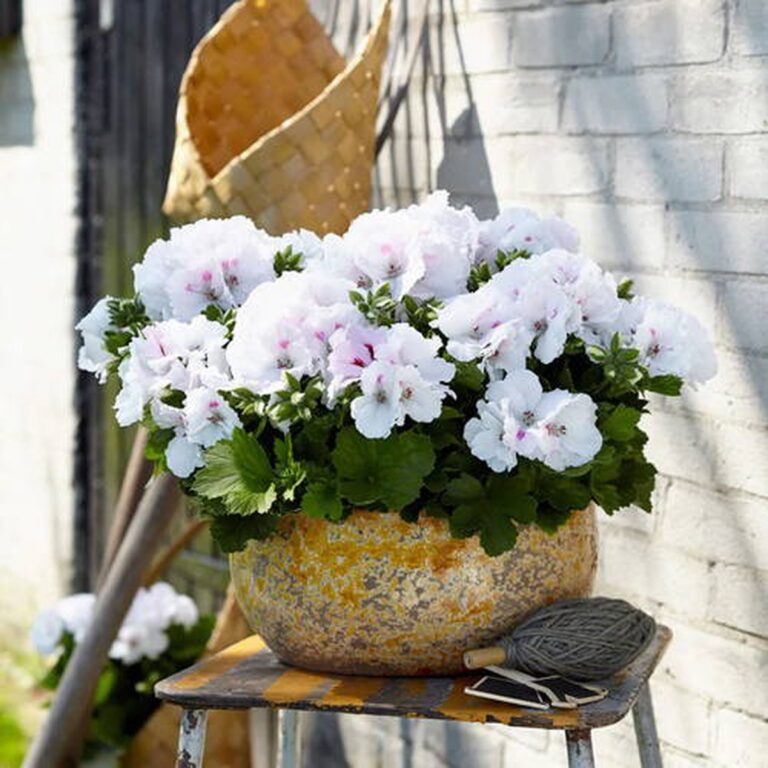 21 Lovely White Geranium Types to Brighten Your Garden