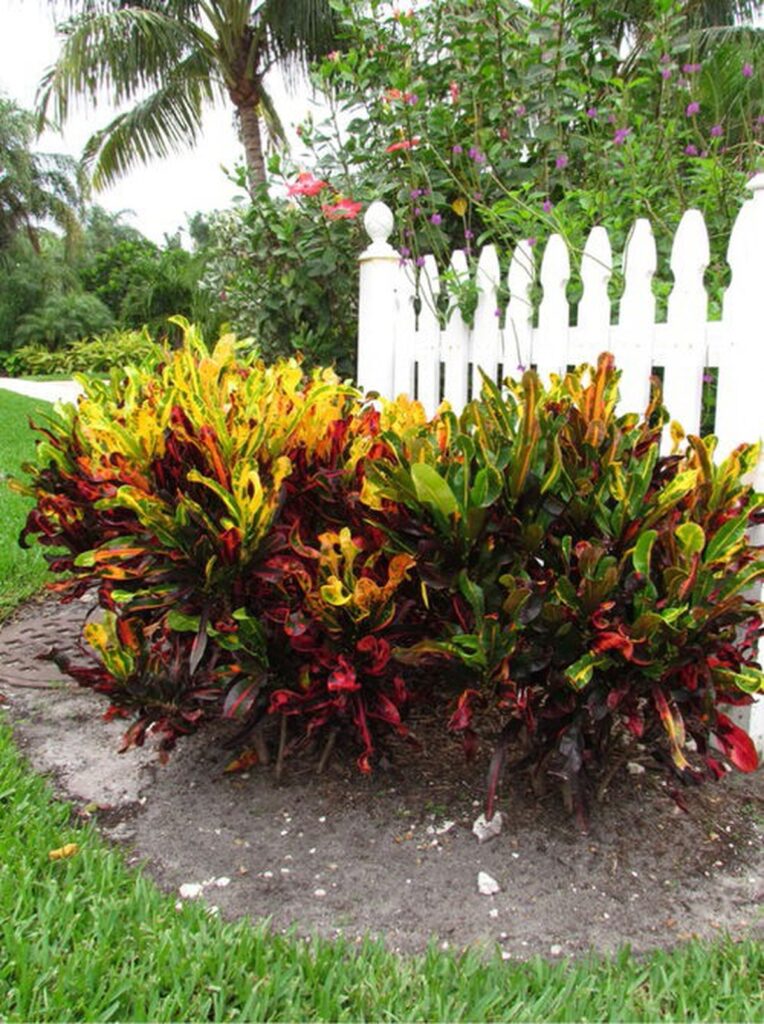 25 Breathtaking Landscaping with Croton Pictures to Inspire