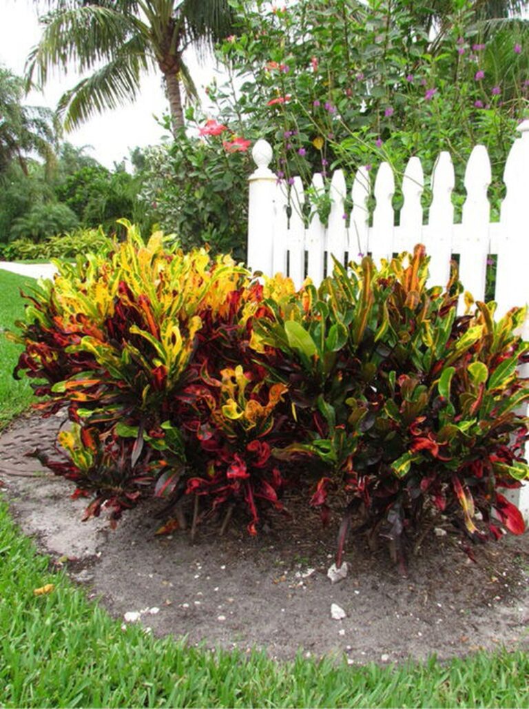 25 Breathtaking Landscaping with Croton Pictures to Inspire