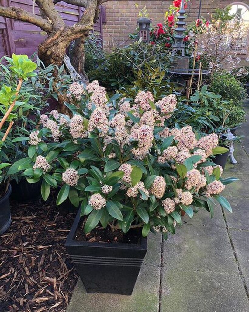 20 Stunning Shrubs that Bloom All Year for a Gorgeous Garden