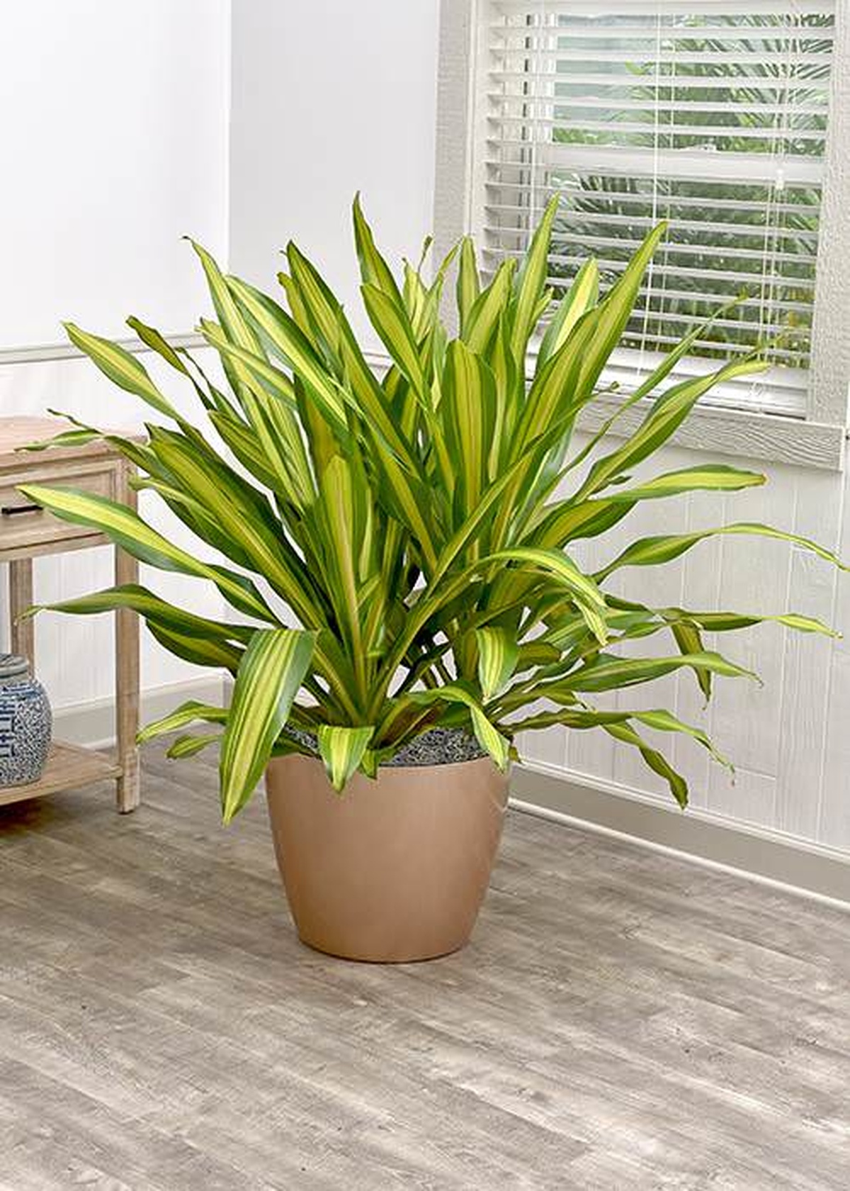13 Amazing Plants that Resemble Snake Plants