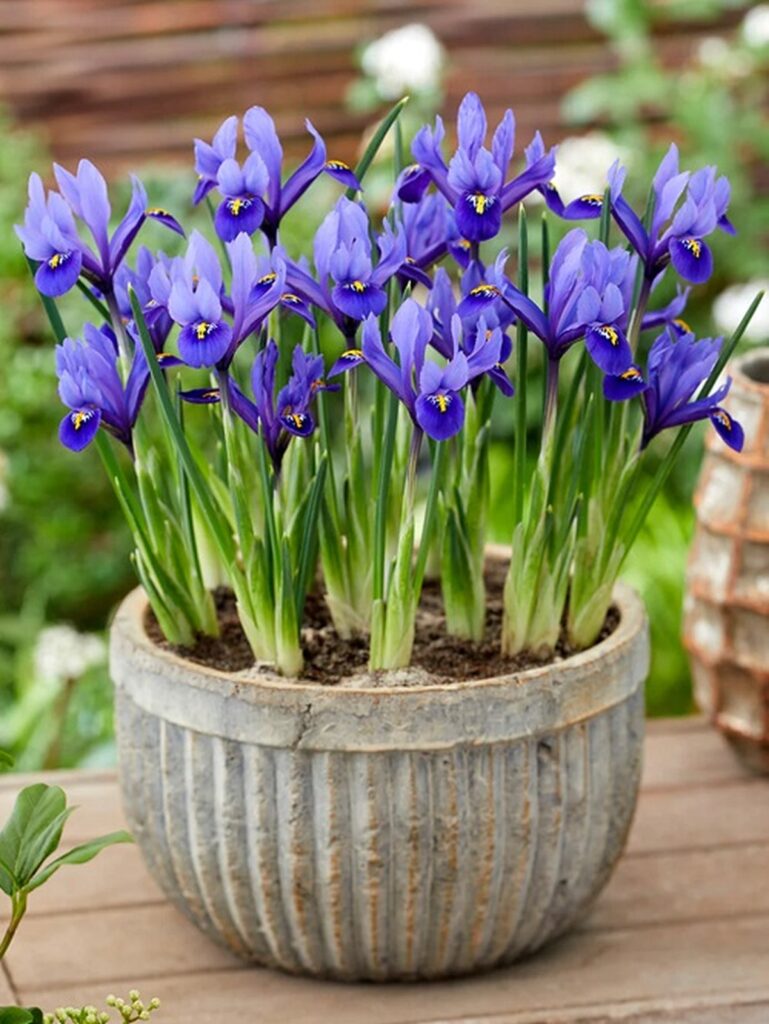 18 Enchanting Asian Flowers That Transform Any Garden