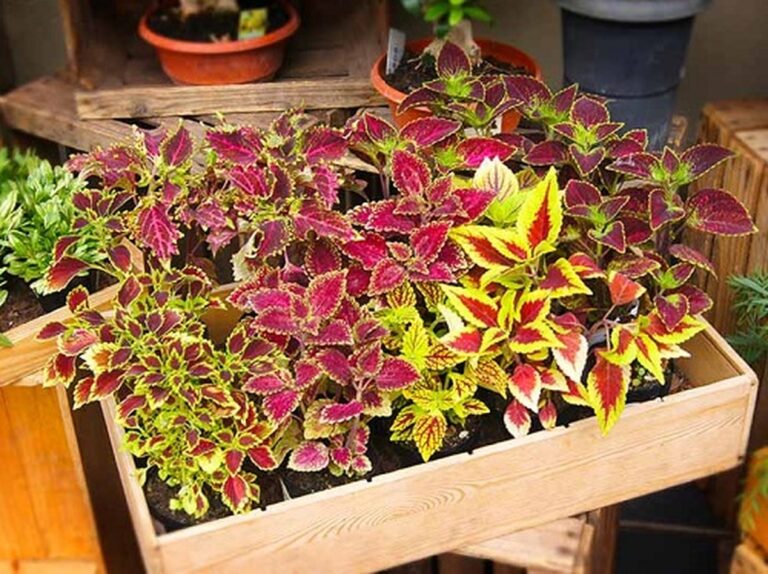 25 Brilliant Coleus Landscaping Ideas That Transform Gardens