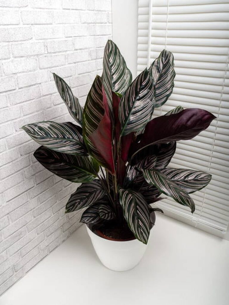 19 Stunning Indoor Plants with White Striped Leaves to Adore
