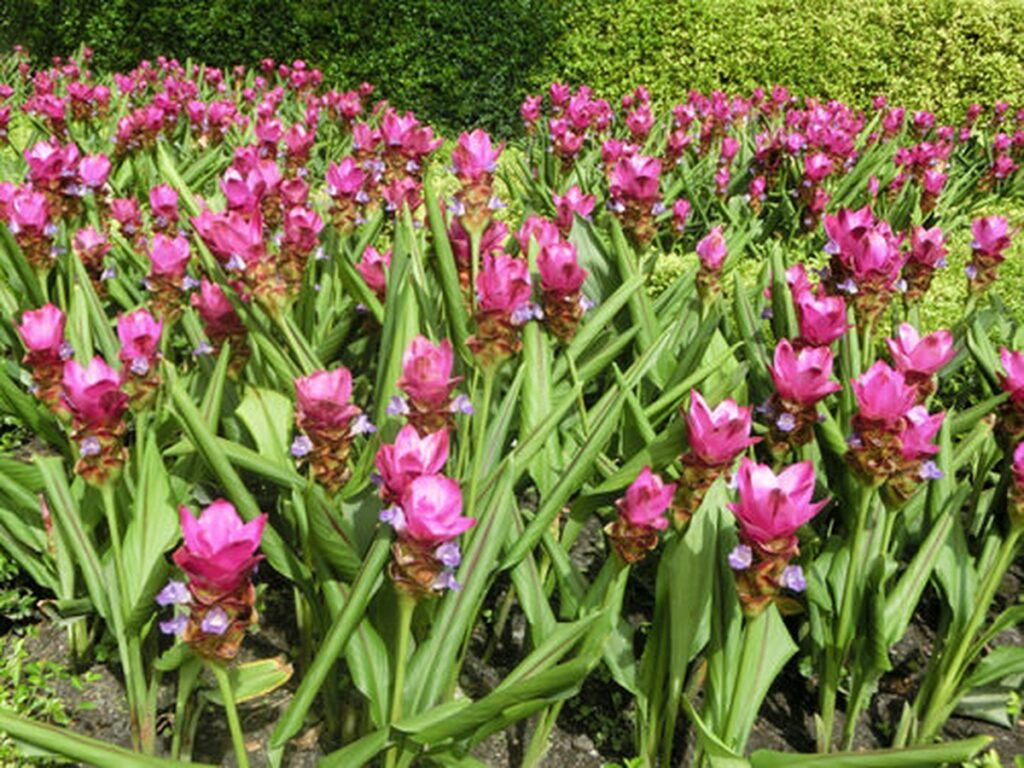 19 Gorgeous Types of Ginger Plants for Your Garden Paradise