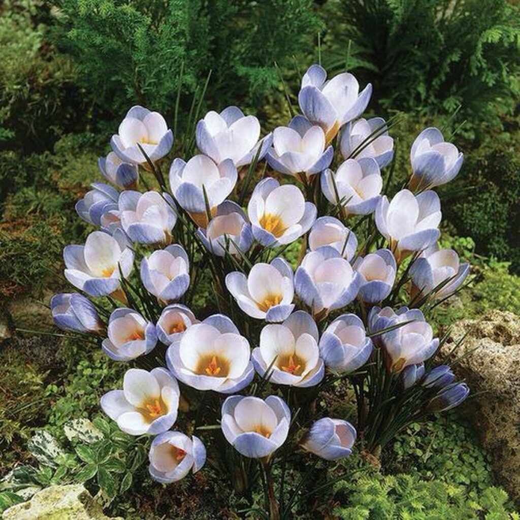 35 Stunning Multicolor Flowers That Will Brighten Your Garden