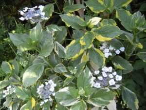 7 Stunning Variegated Hydrangea Varieties for Your Garden