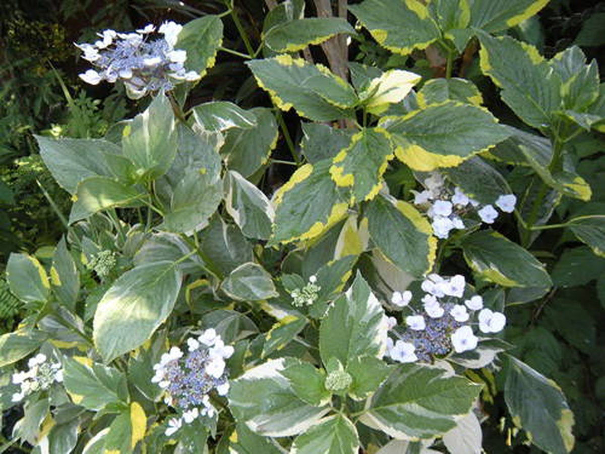 7 Stunning Variegated Hydrangea Varieties for Your Garden