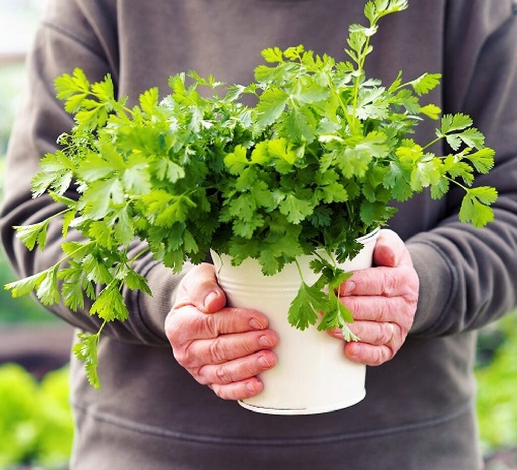 23 Delicious Types of Cilantro and Coriander to Try Today