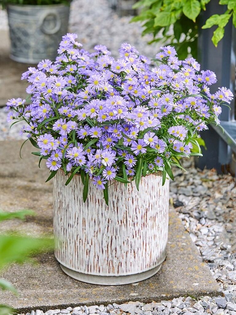 22 Beautiful Greek Flowers to Brighten Your Garden Today