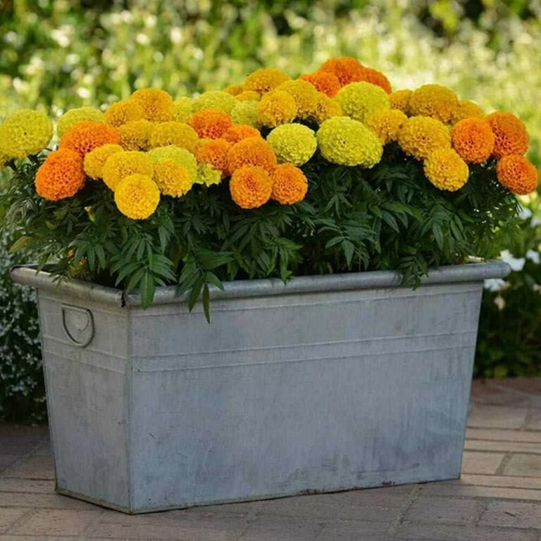 25 Powerful Flowers That Represent Strength - Nature's Warriors!