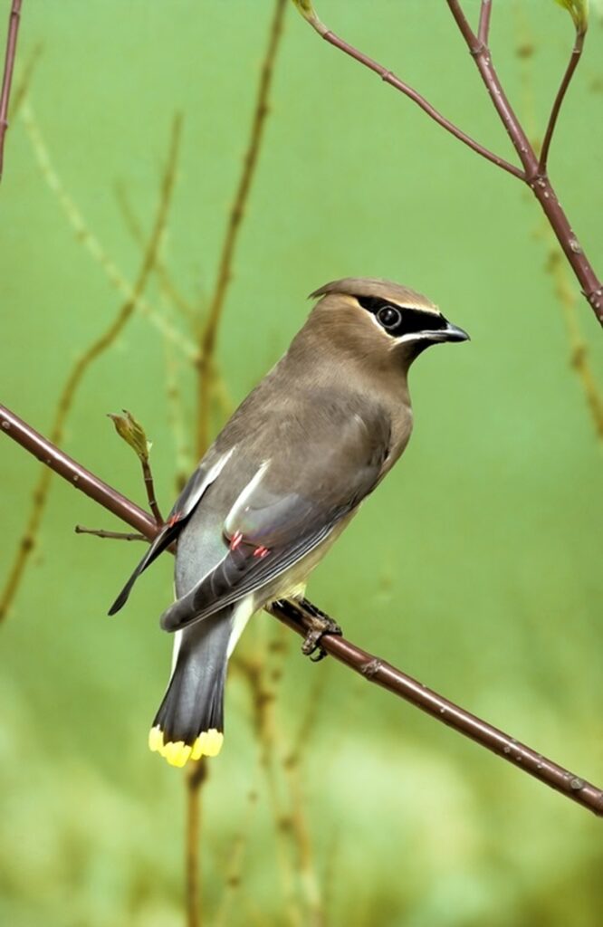 30 Striking Birds with White Stripes on Wings - Nature's Wonders!