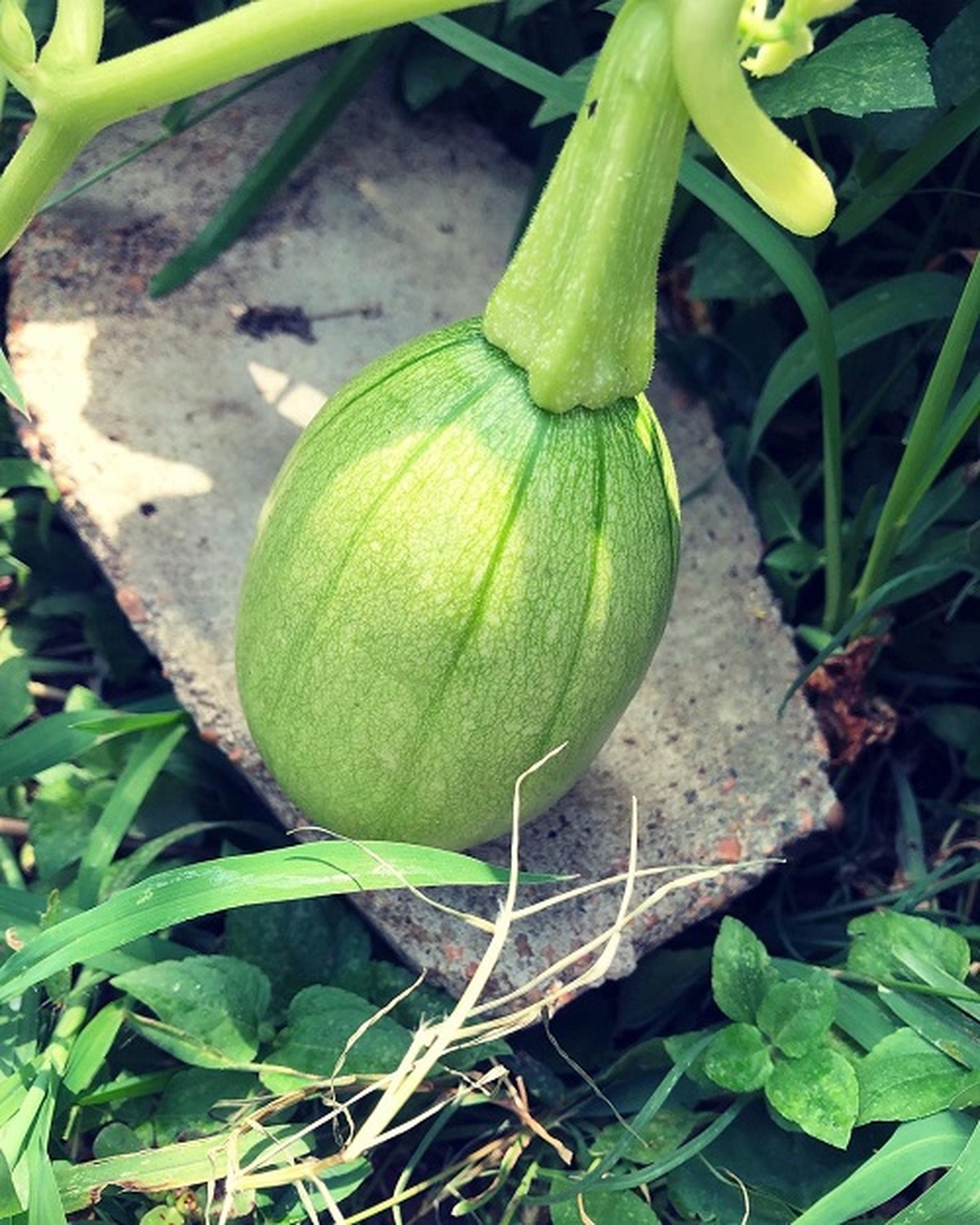 13 Delicious Round Green Vegetables for Pot Growing