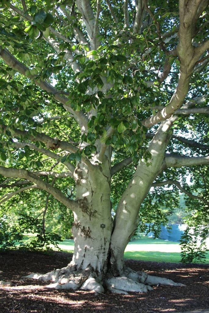 25 Enchanting Trees With Smooth Gray Bark That Stun Year-Round