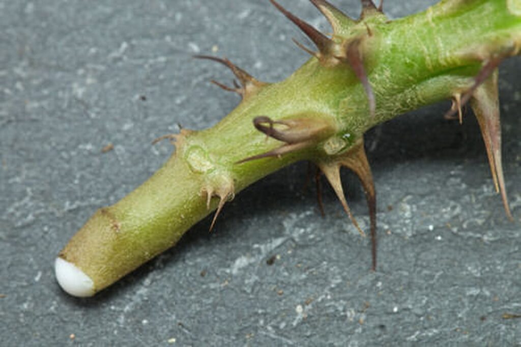 26 Fascinating Milky Sap Plants Every Garden Lover Should Know