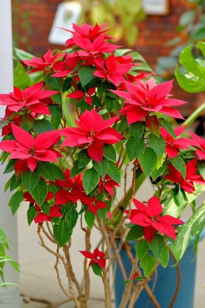 32 Stunning Mexican Flowers for Any Garden