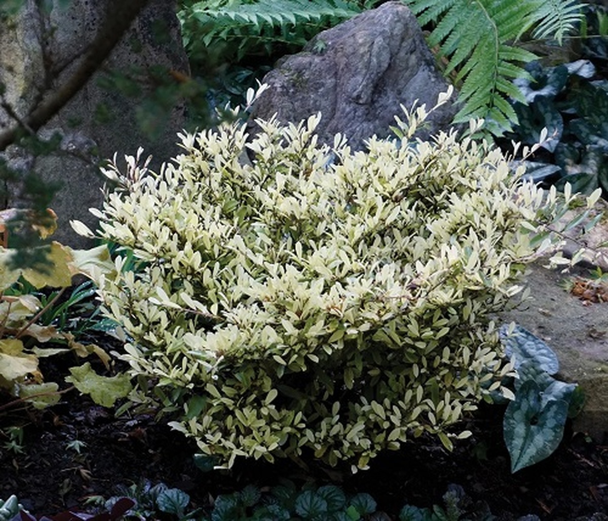 8 Stunning Distylium Varieties Perfect for Your Garden