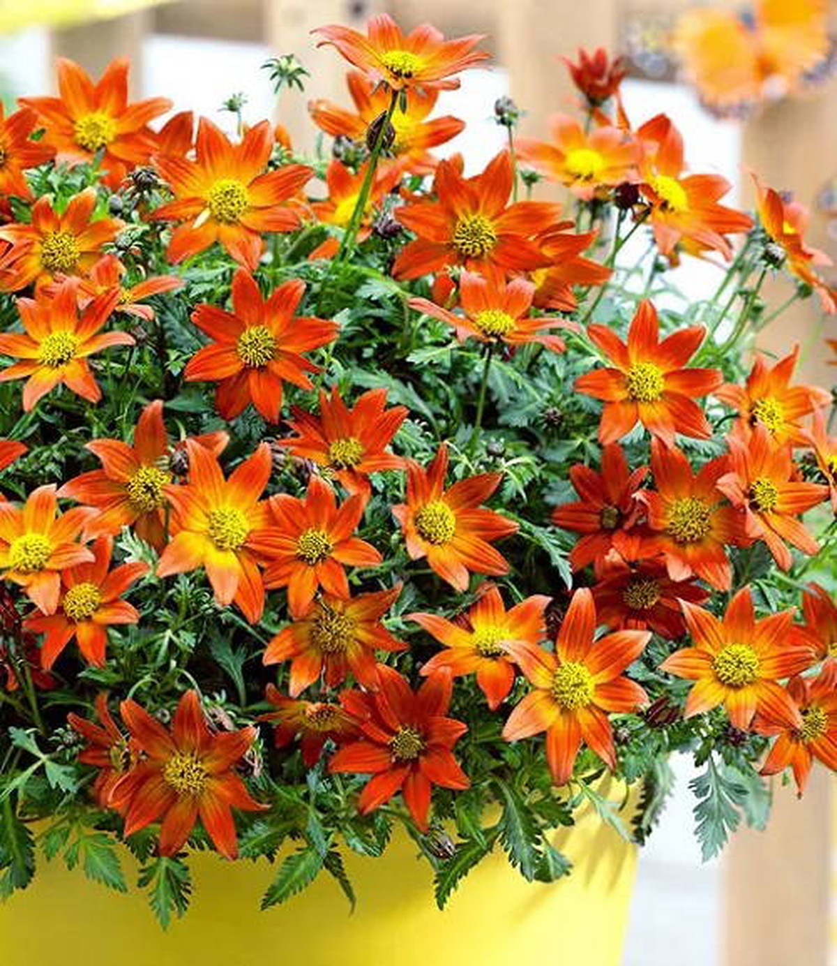 13 Stunning Flowers That Look Like Fire and Flame