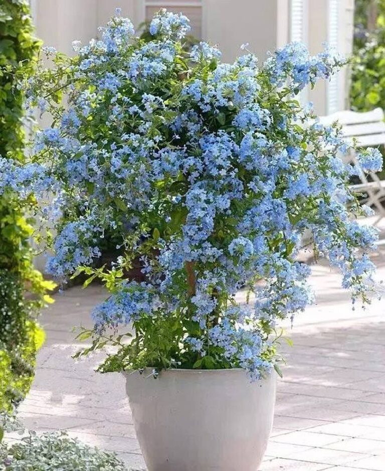 36 Stunning Blue Flowers That Thrive Beautifully in Containers
