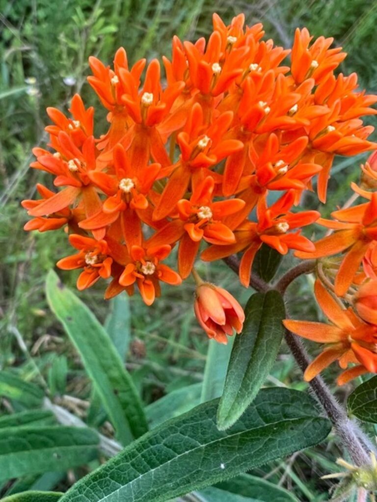 32 Exotic Orange Wildflowers to Brighten Your Garden