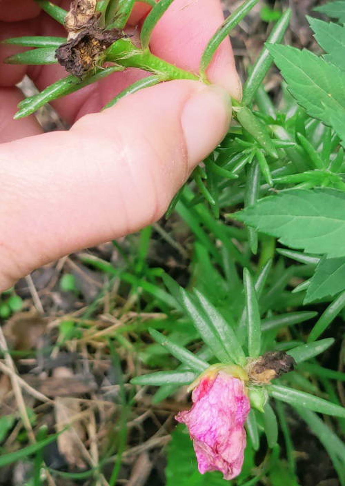 12 Simple Portulaca Growing Tips for Beautiful Moss Rose Plants