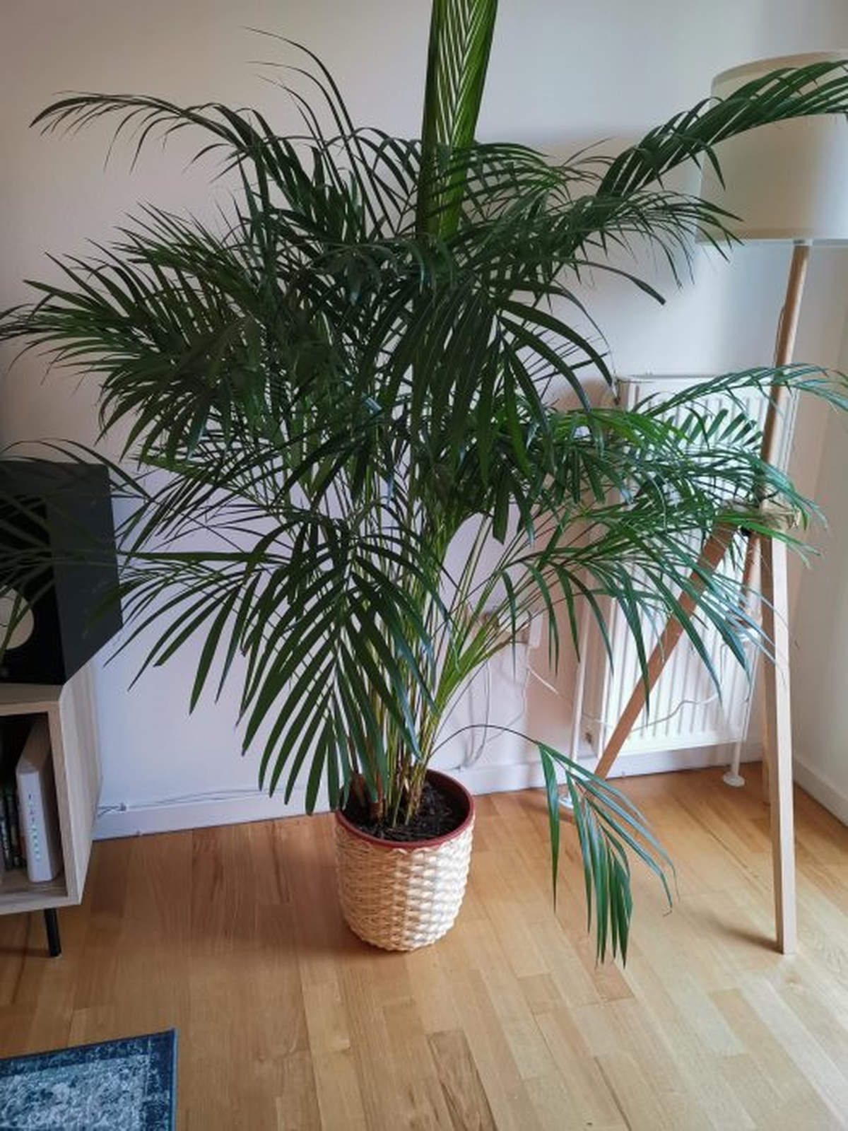 6 Amazing Indoor Plants That Release Oxygen 24 Hours Nonstop