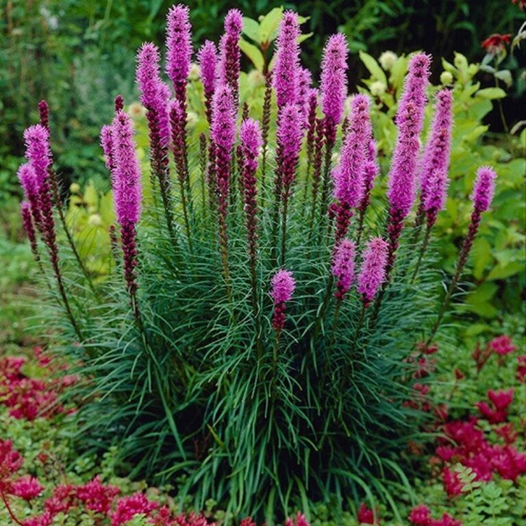 50 Beautiful Types of Cut Flowers for a Cut Flower Garden