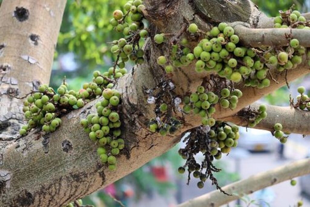 26 Fascinating Milky Sap Plants Every Garden Lover Should Know