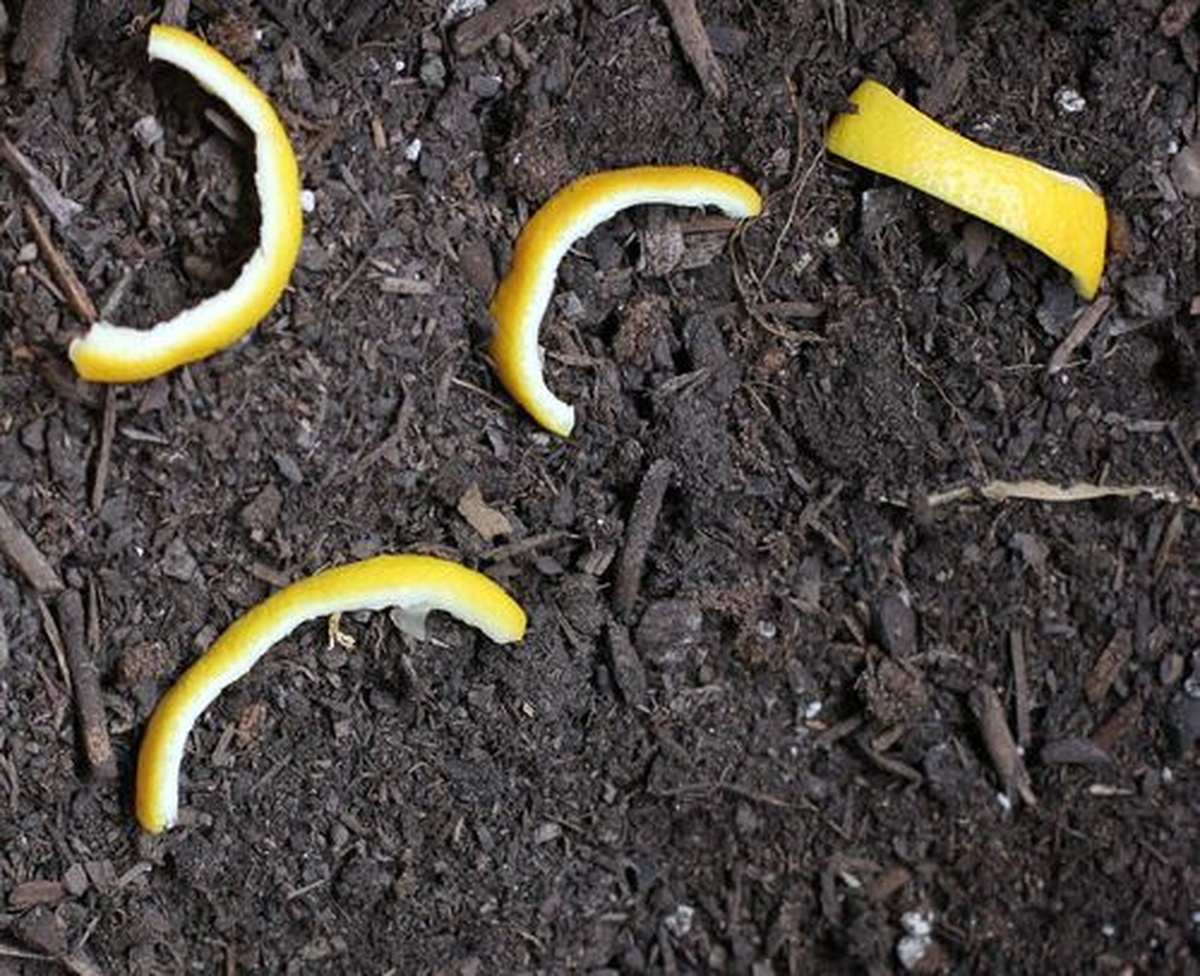 6 Surprising Lemon Juice Uses for Plants That Work Wonders