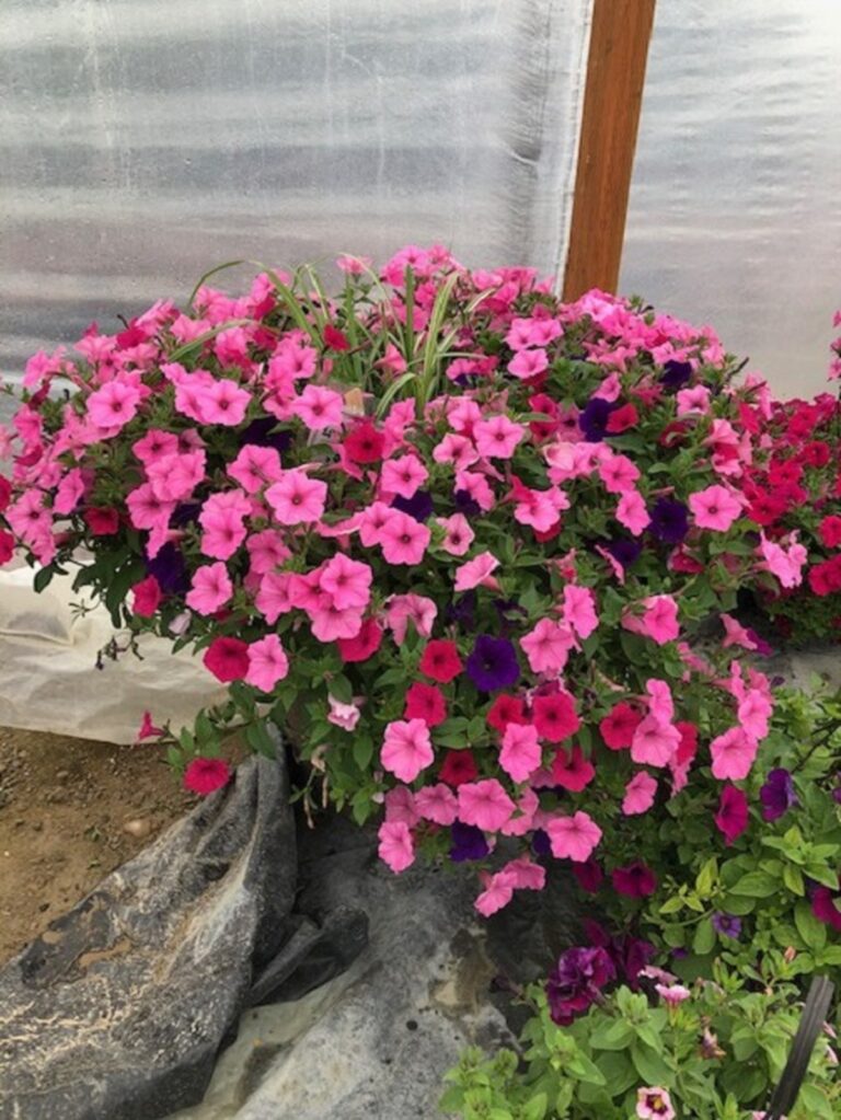 19 Amazing Flowers with 5 Petals That Brighten Any Garden