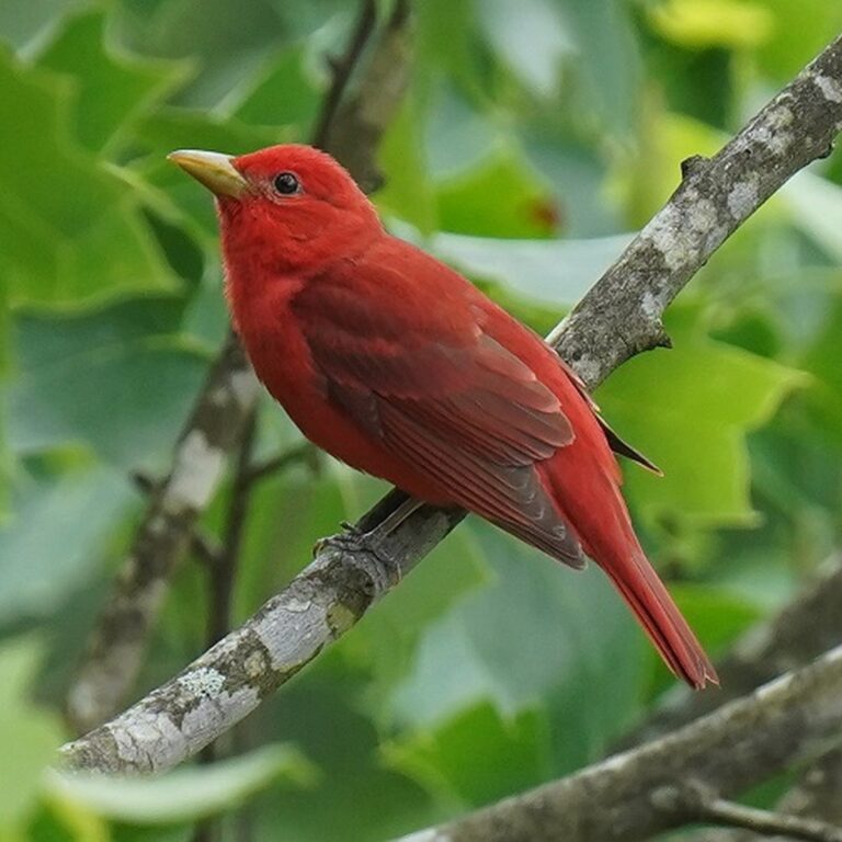 33 Stunning Birds with Red Chest That Brighten Any Garden