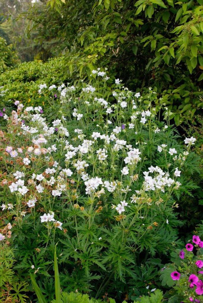 21 Lovely White Geranium Types to Brighten Your Garden