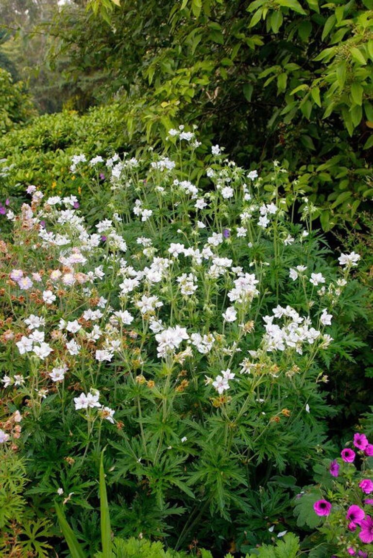 21 Lovely White Geranium Types to Brighten Your Garden